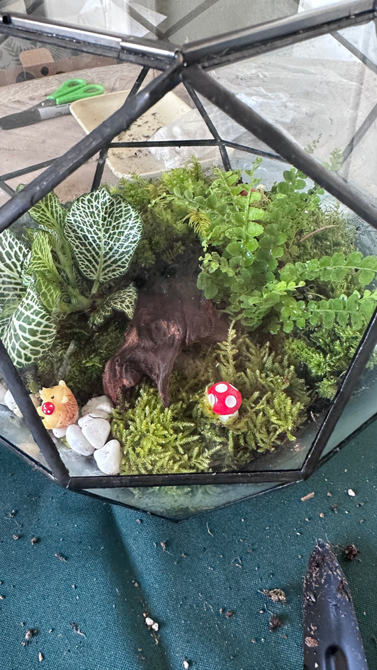 How to make a closed terrarium | Ultimate Guide for Beginners