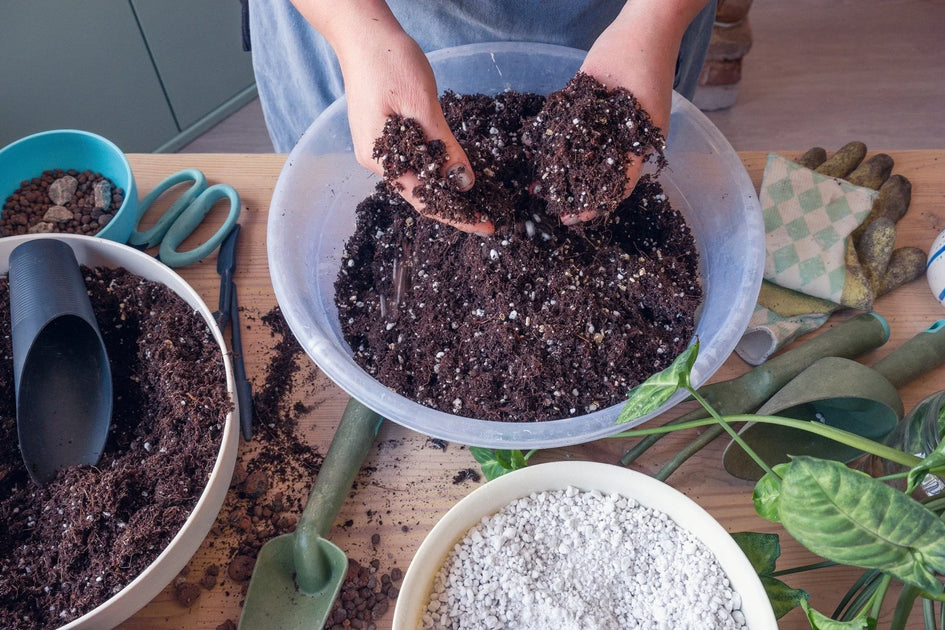 Bioactive Substrate & Special Terrarium Soil Blend