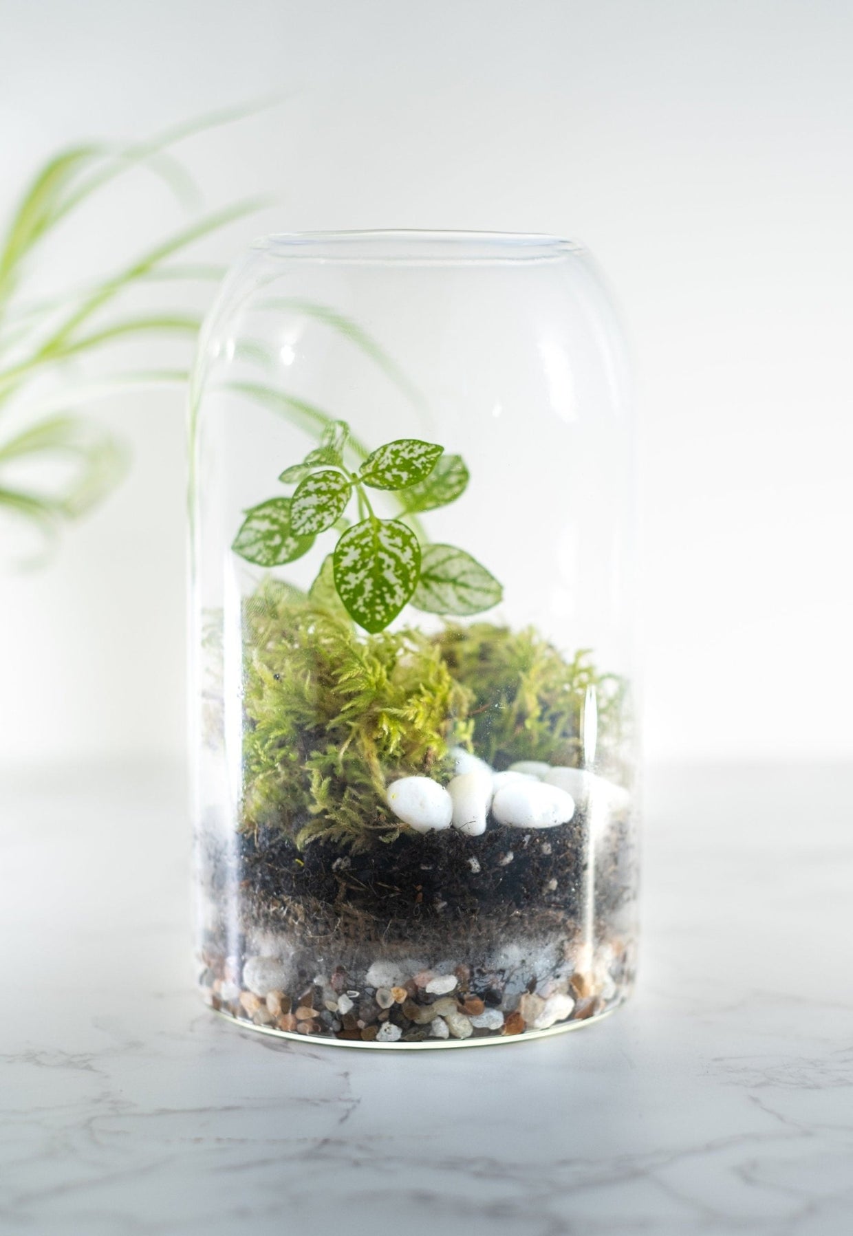 How to make a closed terrarium | Ultimate Guide for Beginners