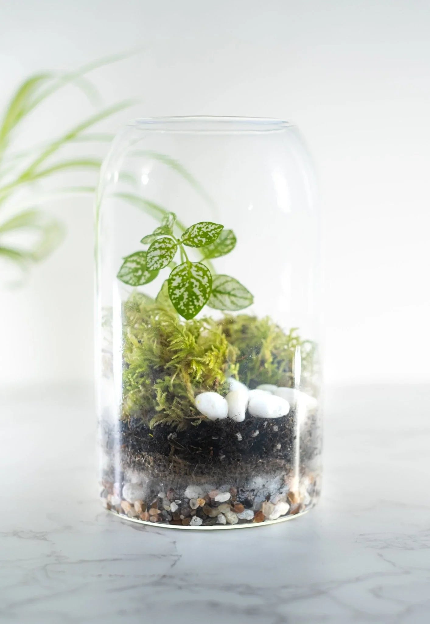 Family Terrarium Kit | Fun Project for Whole Family