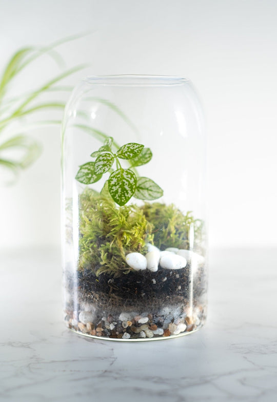 How to make a closed terrarium | Ultimate Guide for Beginners