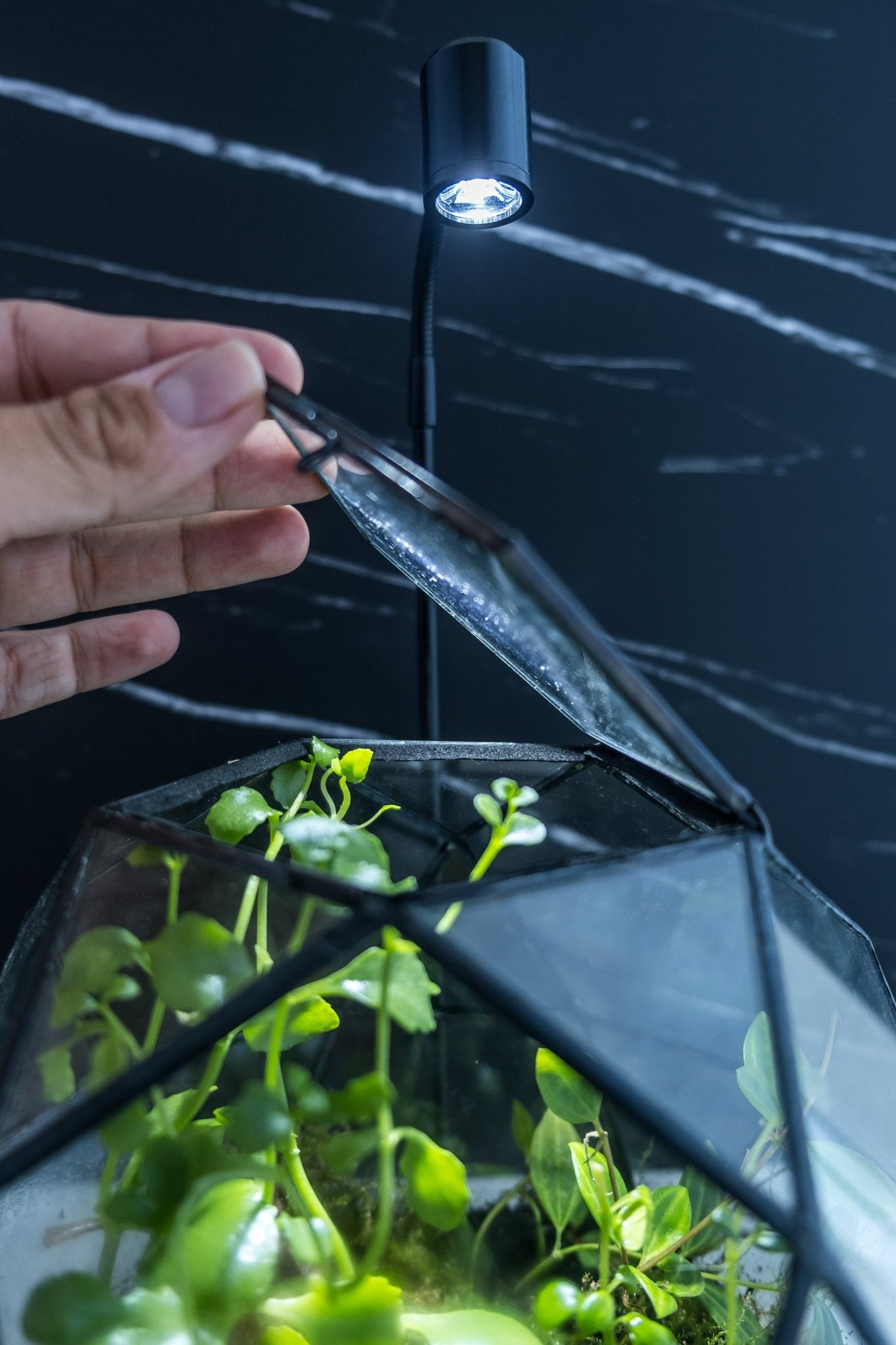 Closed Bioactive Terrarium Kit | Live Plants | Airtight Container