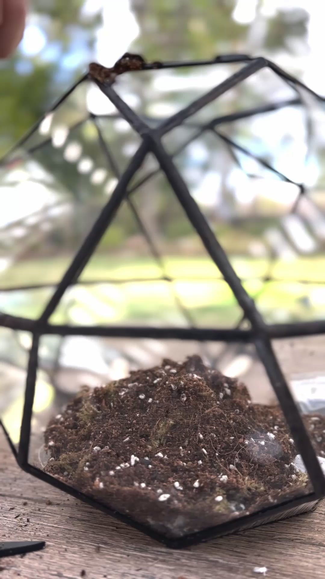 Closed Bioactive Terrarium Kit | Live Plants | Airtight Container